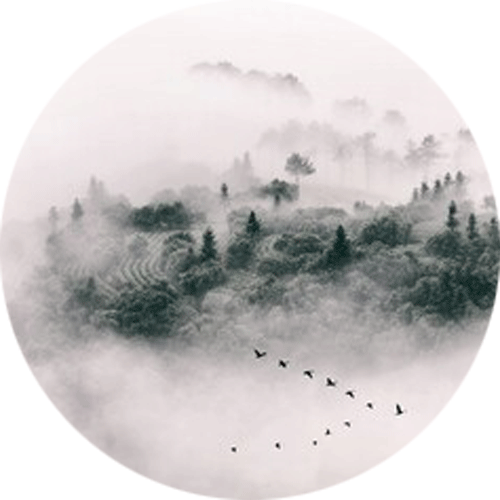 Forest Trees Emerging From Mist Splashback - Custom Splashbacks