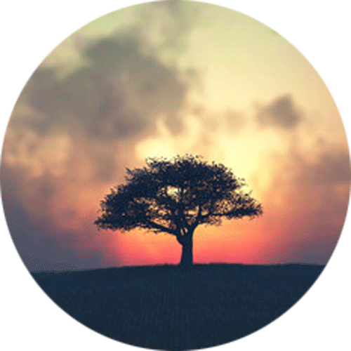 Solitary Tree Splashback | Custom Solitary Tree Splashbacks